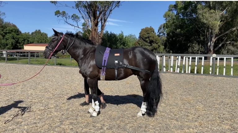 Equiband™ by Equicore Concepts | Animal Rehabilitation Centre - ARC